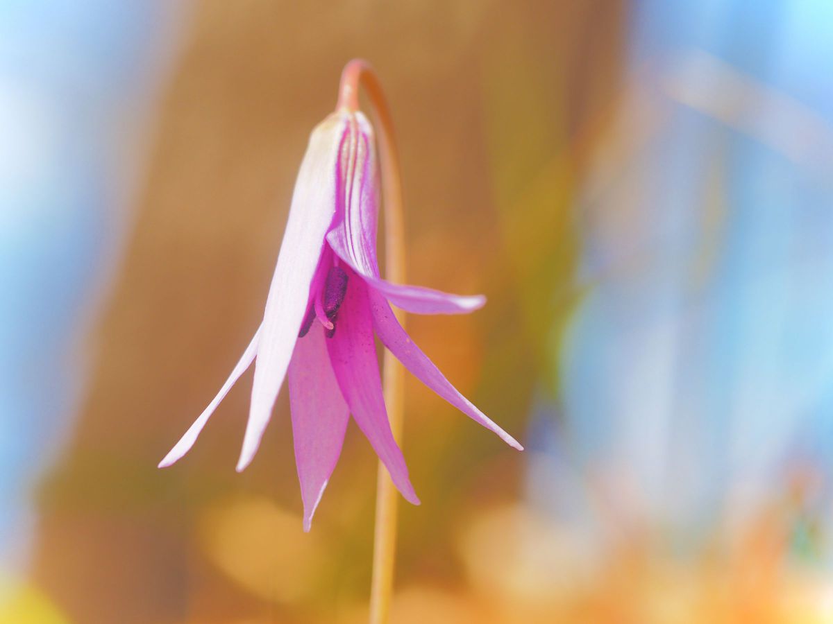 Wake up fairy... Chira！ | GANREF