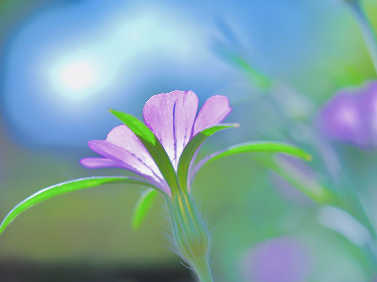 Flowers in early summer 5 | GANREF