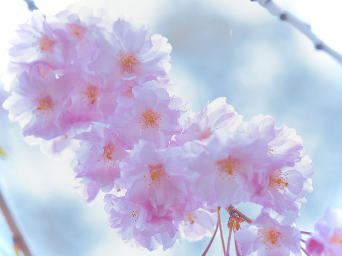 In the Rain | GANREF