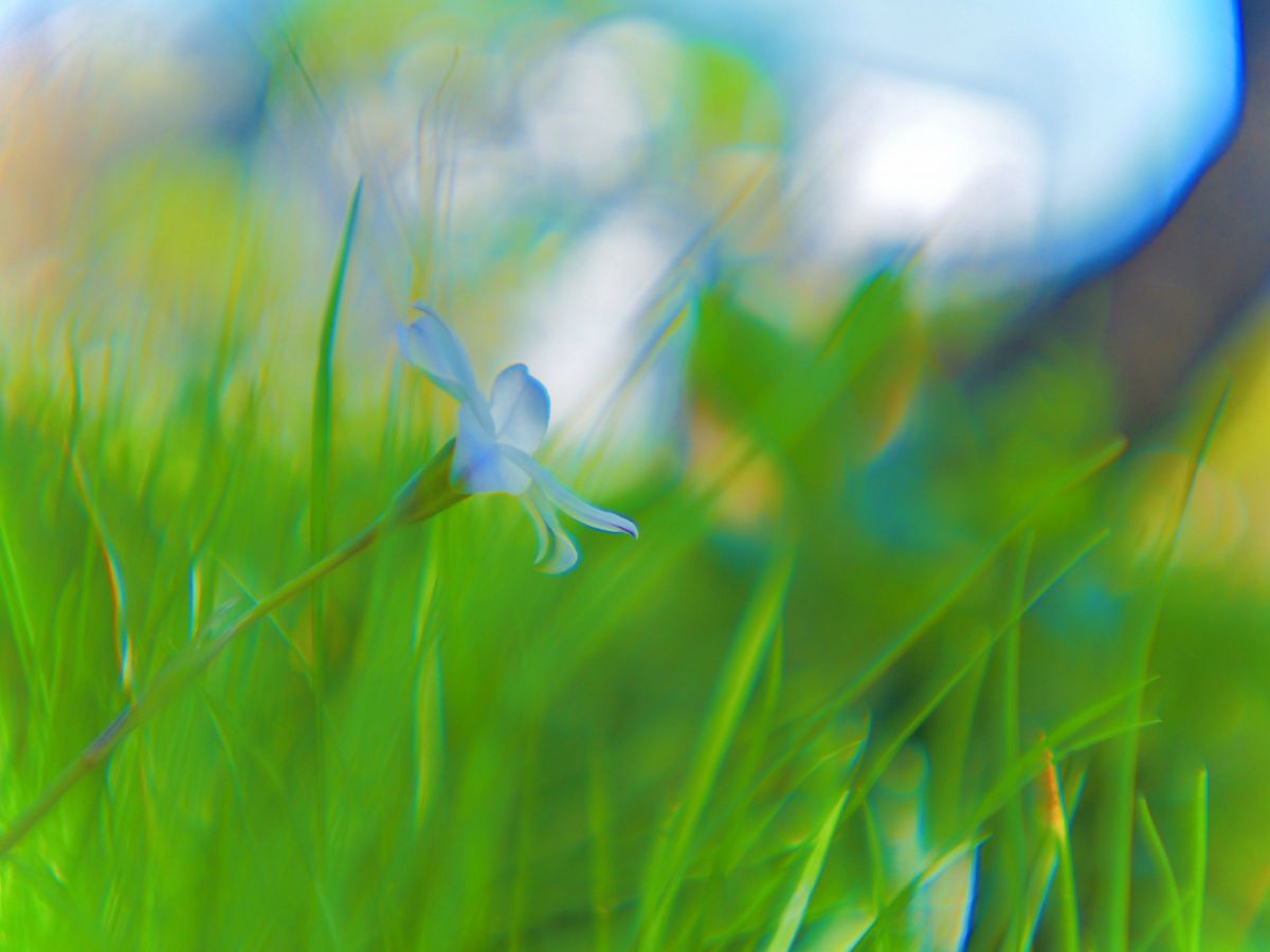 Fantasy Grassland | GANREF