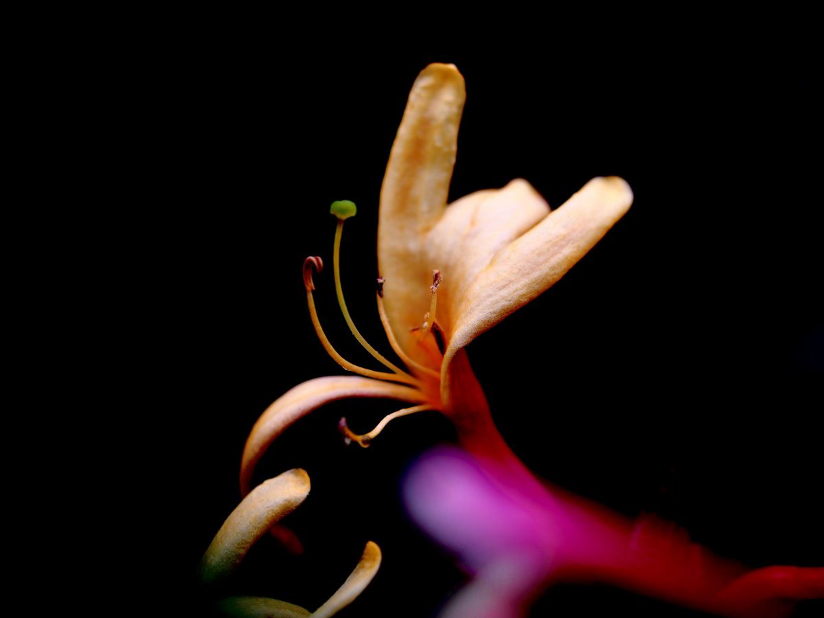 Flowers in early summer 43 | GANREF