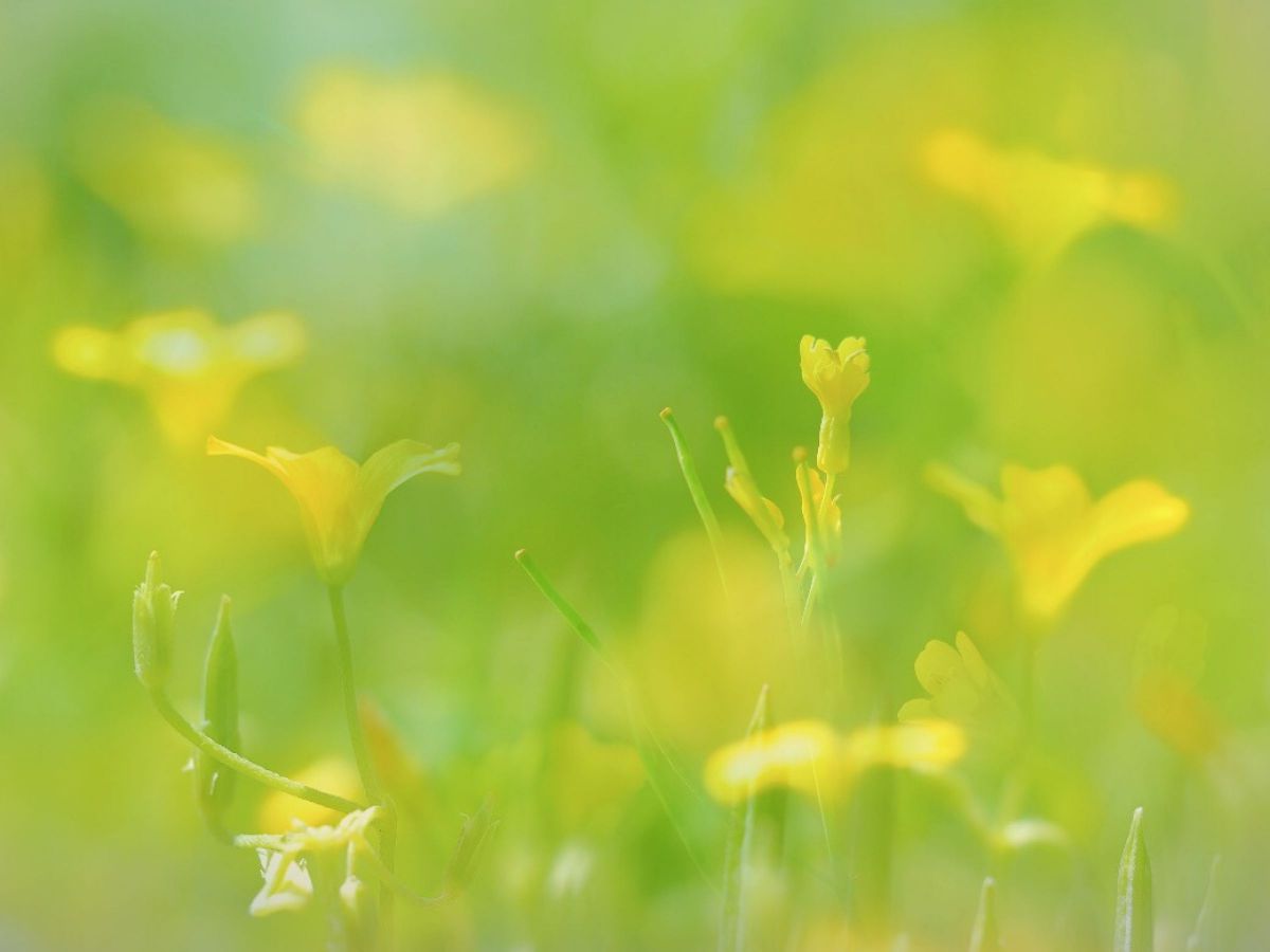 イエローファンタジー | GANREF