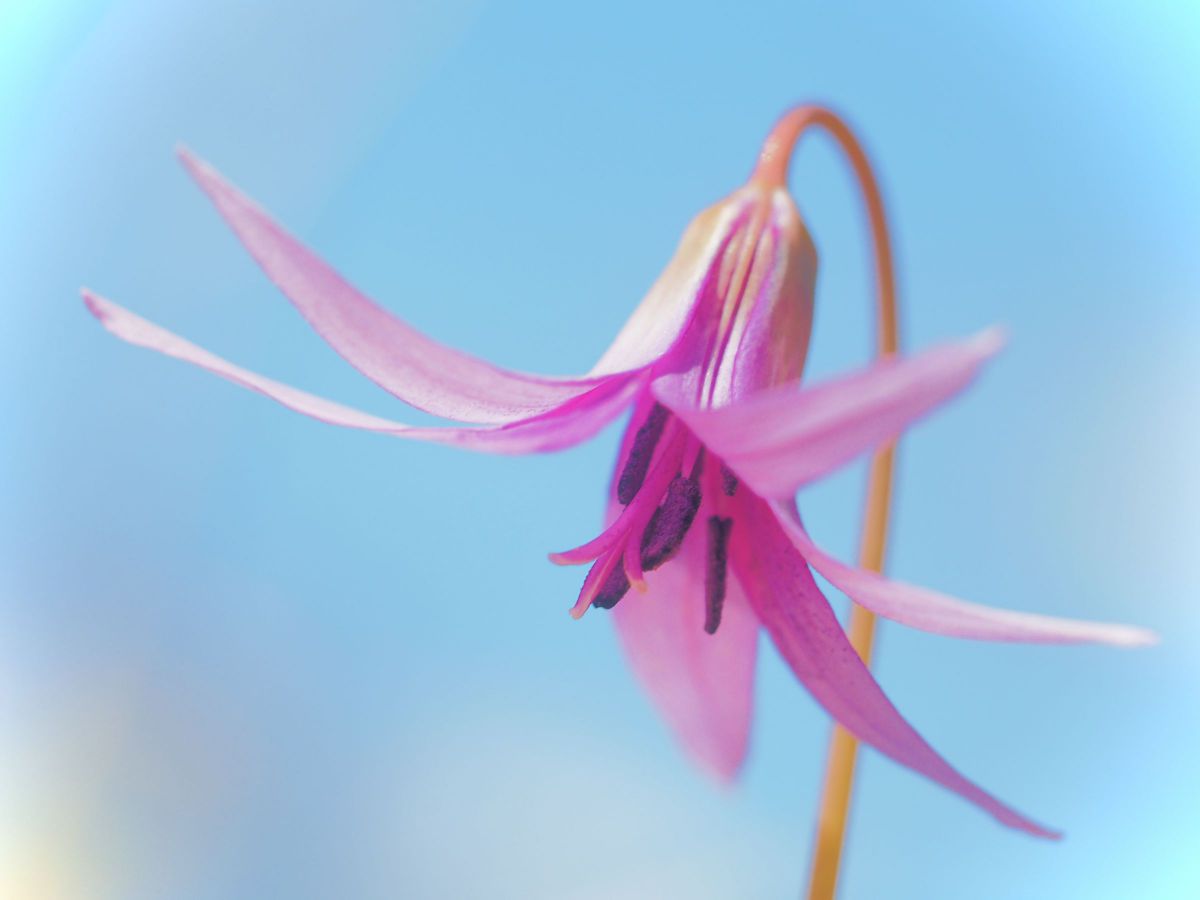 Stretching fairy | GANREF