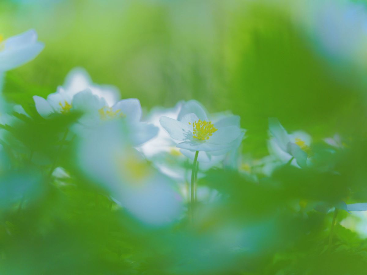 Eternal Beauty | GANREF