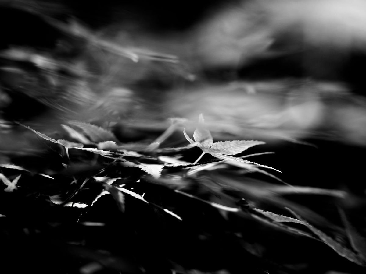 Flowers in early summer 39 | GANREF