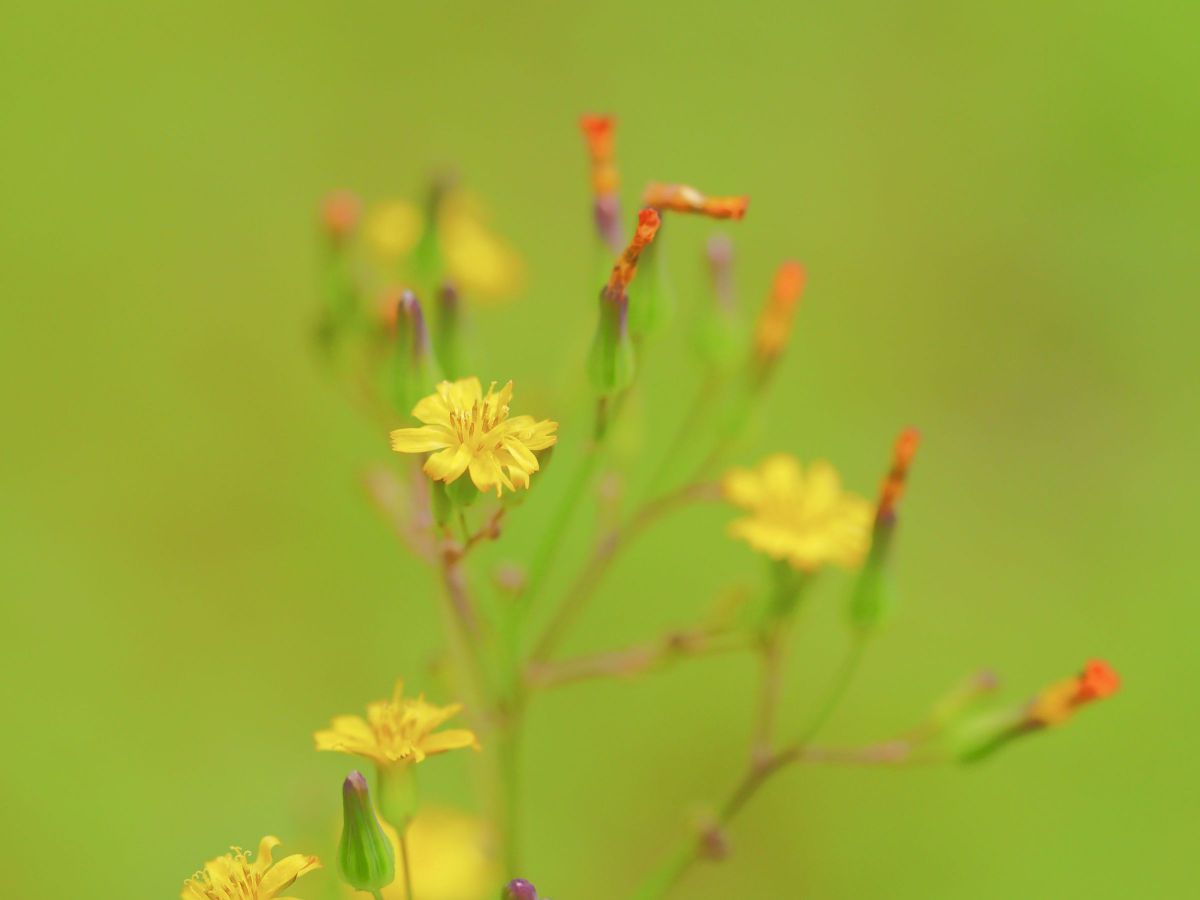 Spring flower bed 31 | GANREF