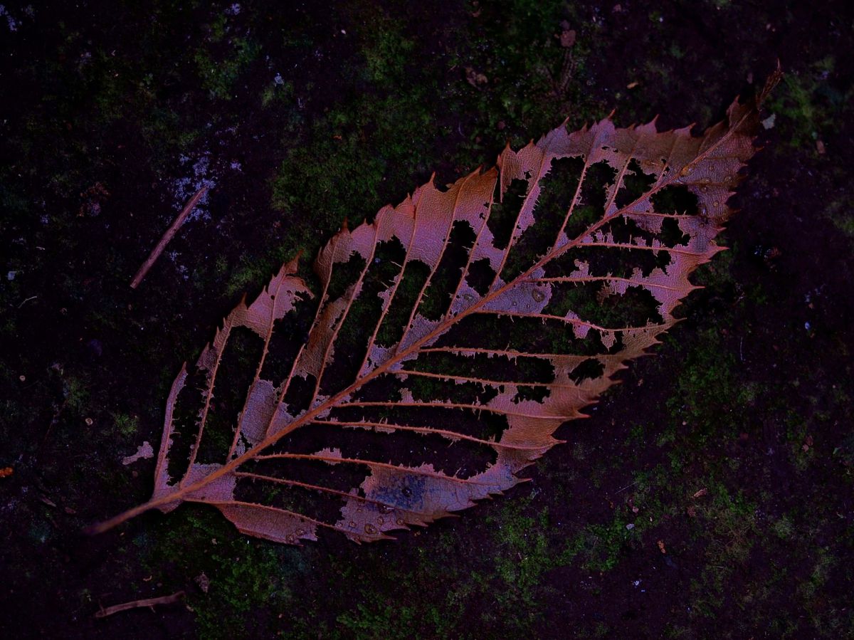 Fallen leaves | GANREF