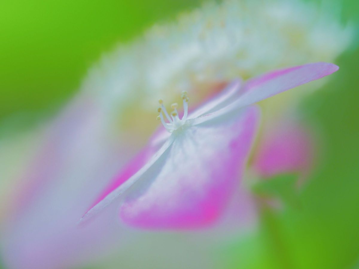 Hydrangea in a dream | GANREF