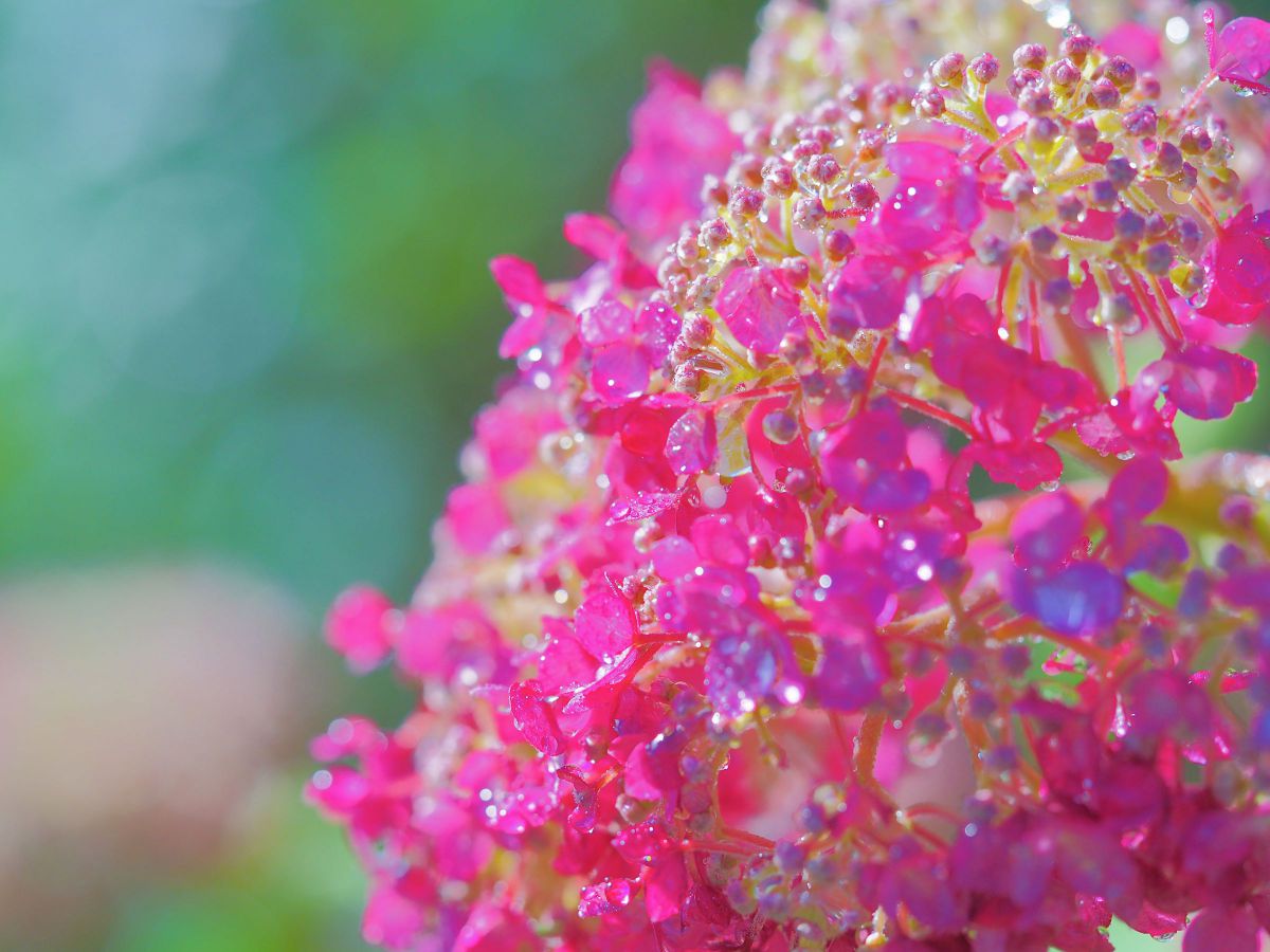 Glass Heart | GANREF