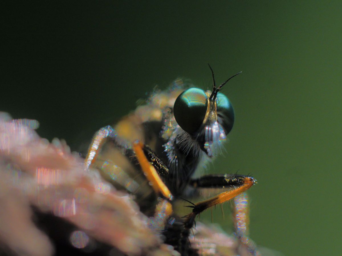 Green Glasses | GANREF