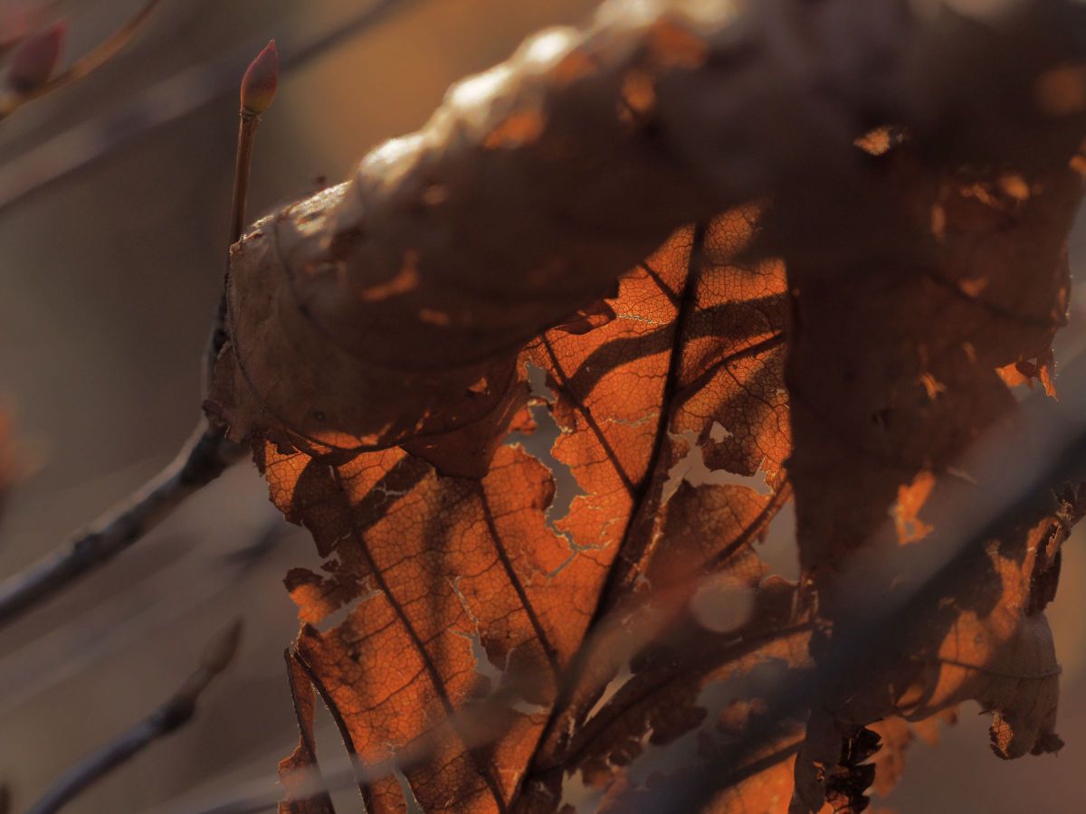 Shoots and leaves | GANREF