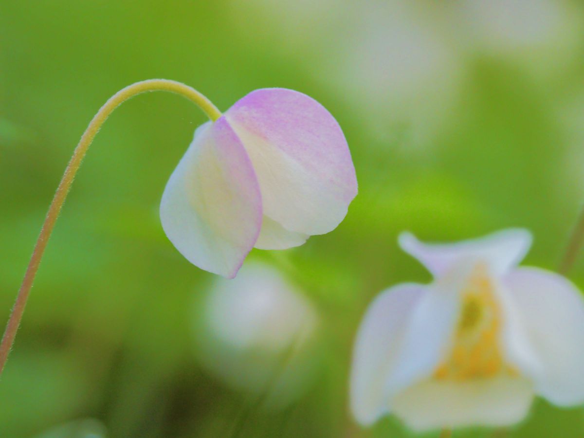 Spring flower bed 36 | GANREF