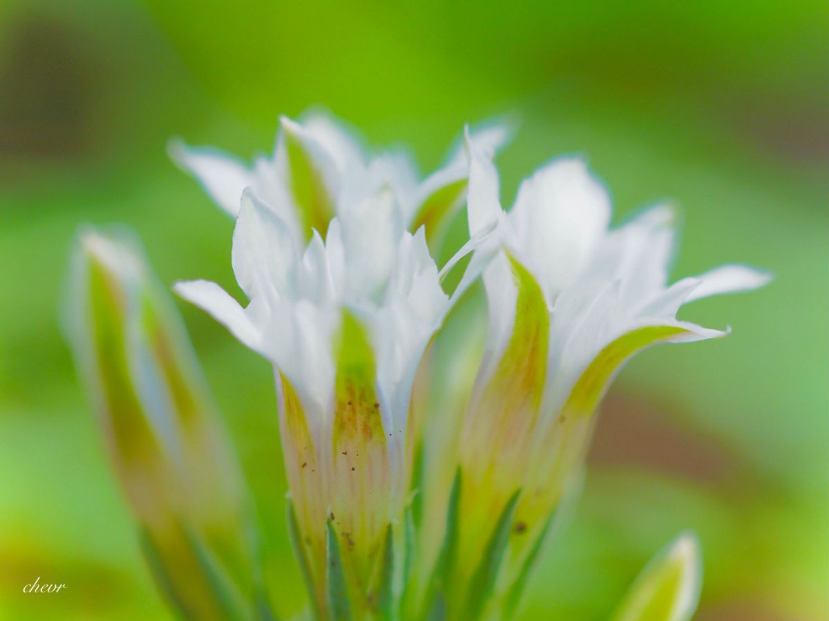 Spring flower bed 13 | GANREF