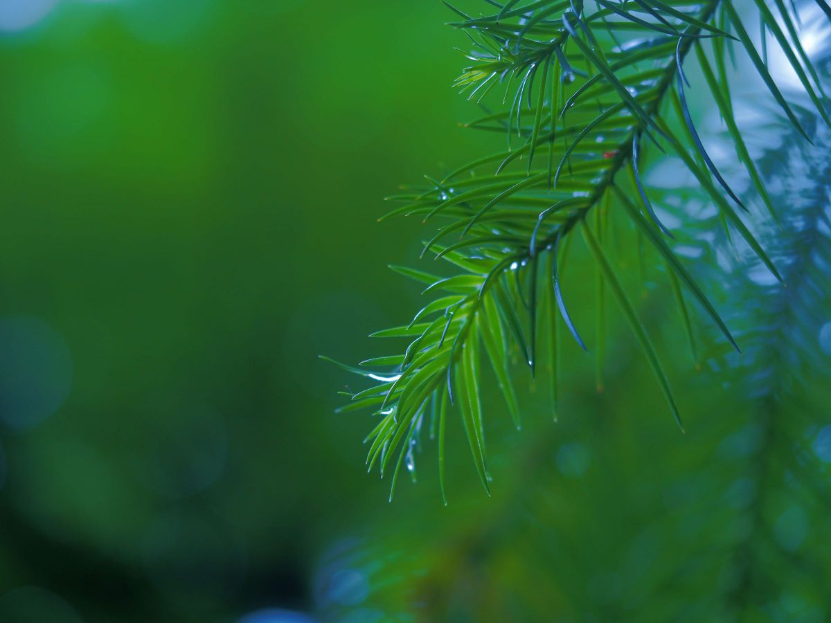 Rainy Green | GANREF