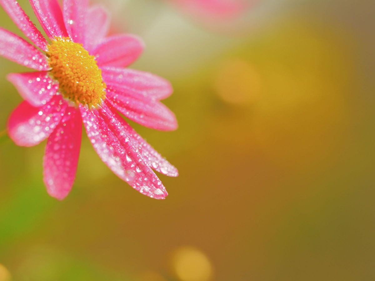 Spring flower bed 59 | GANREF