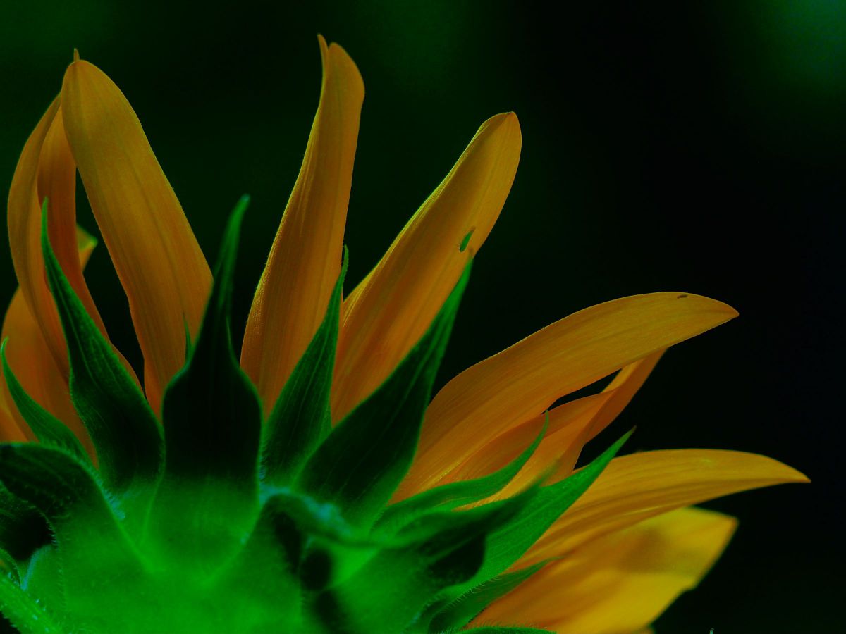 The other side | GANREF