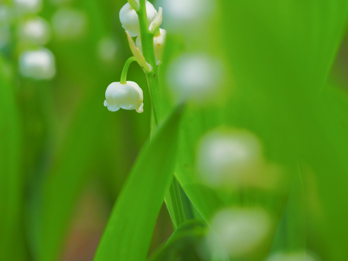 Spring flower bed 50 | GANREF