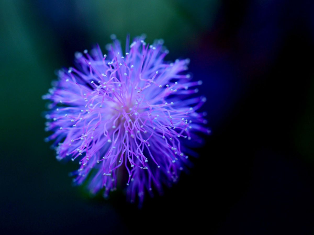 Flowers in early summer 48 | GANREF