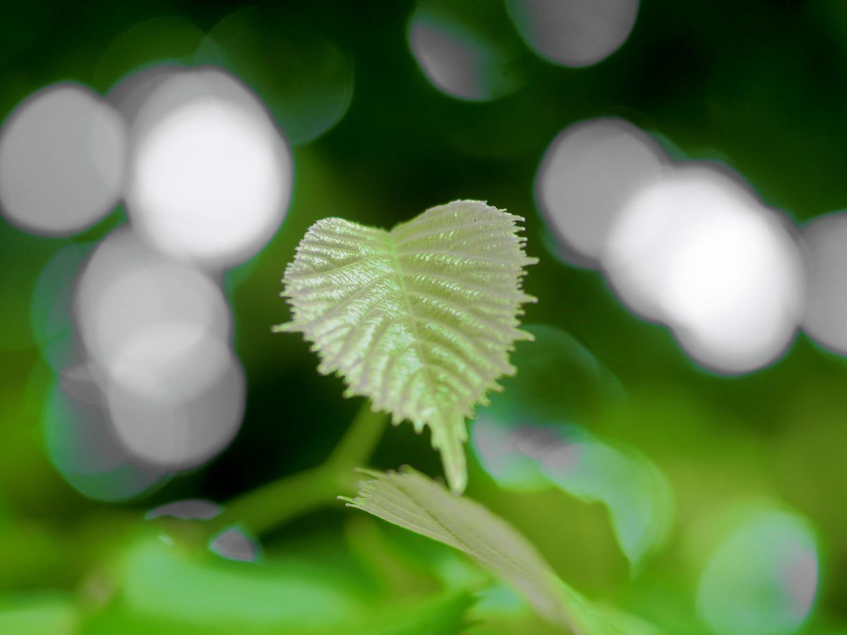 Silvery leaves | GANREF