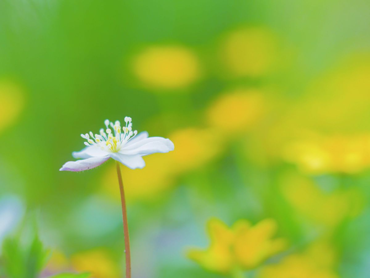 wind flower | GANREF