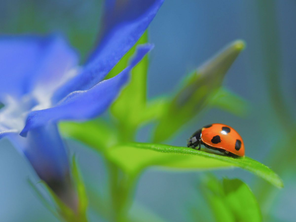 Playing Dead | GANREF