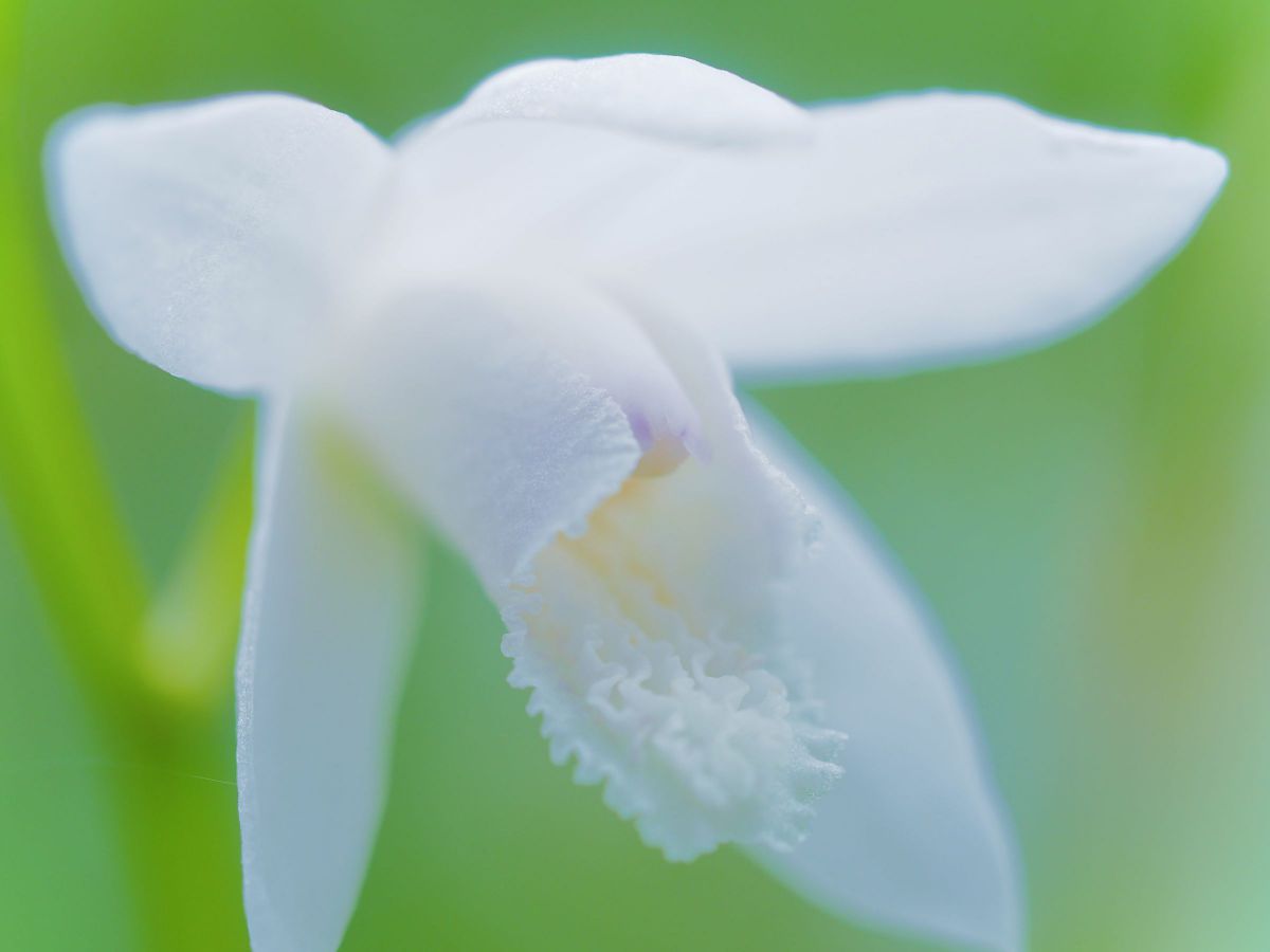 Soft and Fluffy | GANREF