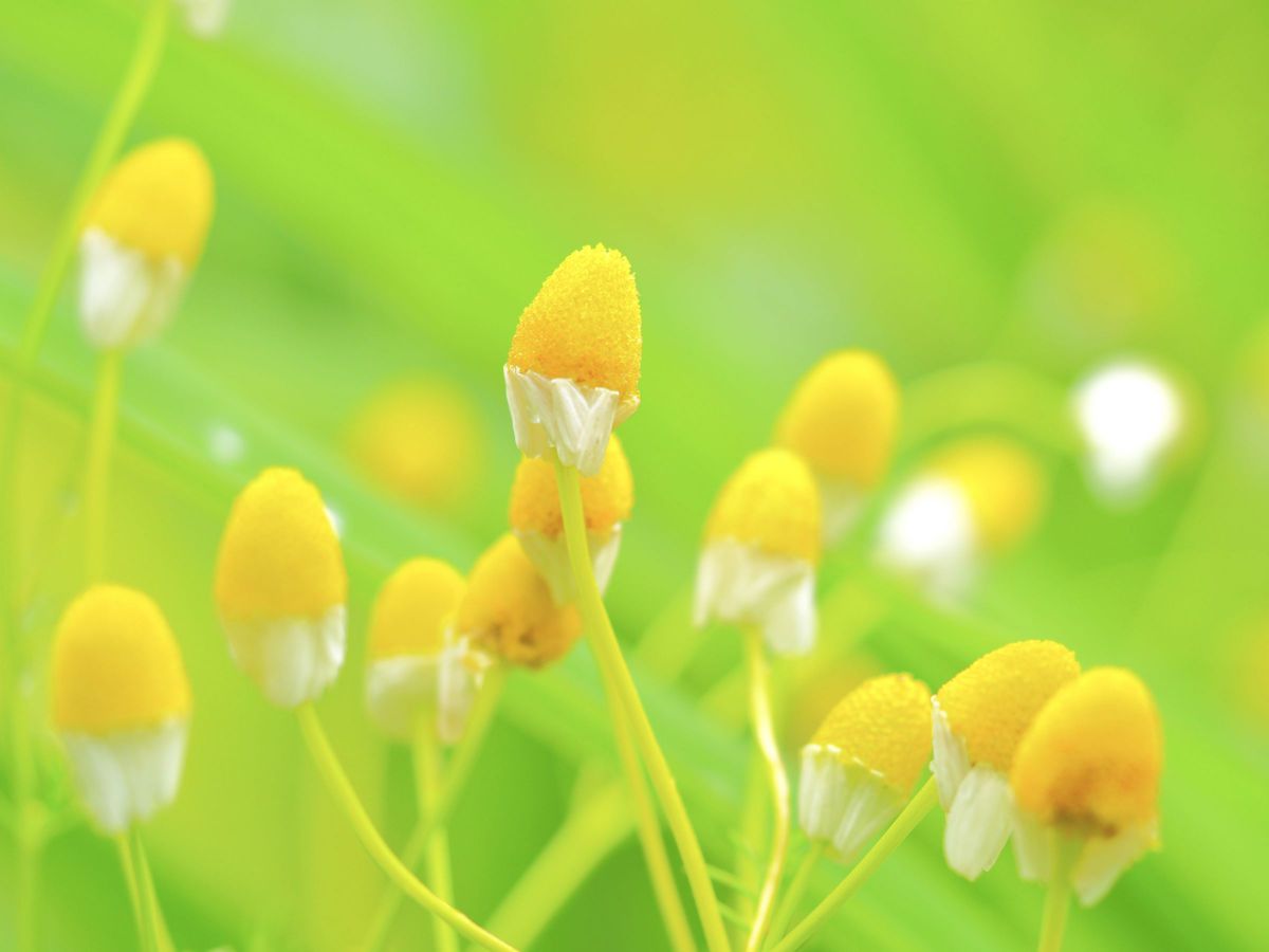 Spring flower bed 62 | GANREF