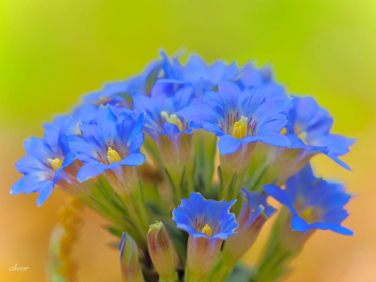 Spring flower bed 12 | GANREF