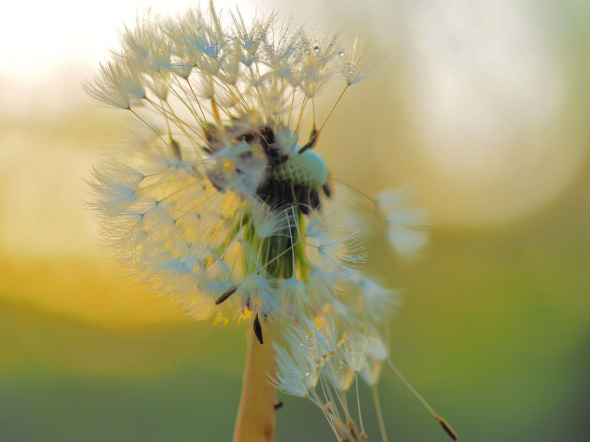 Flowers in early summer 28 | GANREF