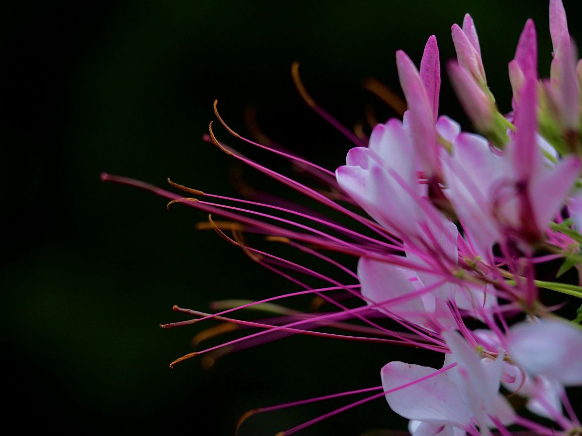 Secret Moments | GANREF