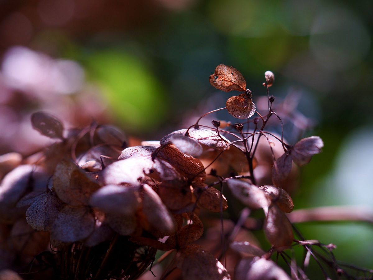 Withered and Shining | GANREF