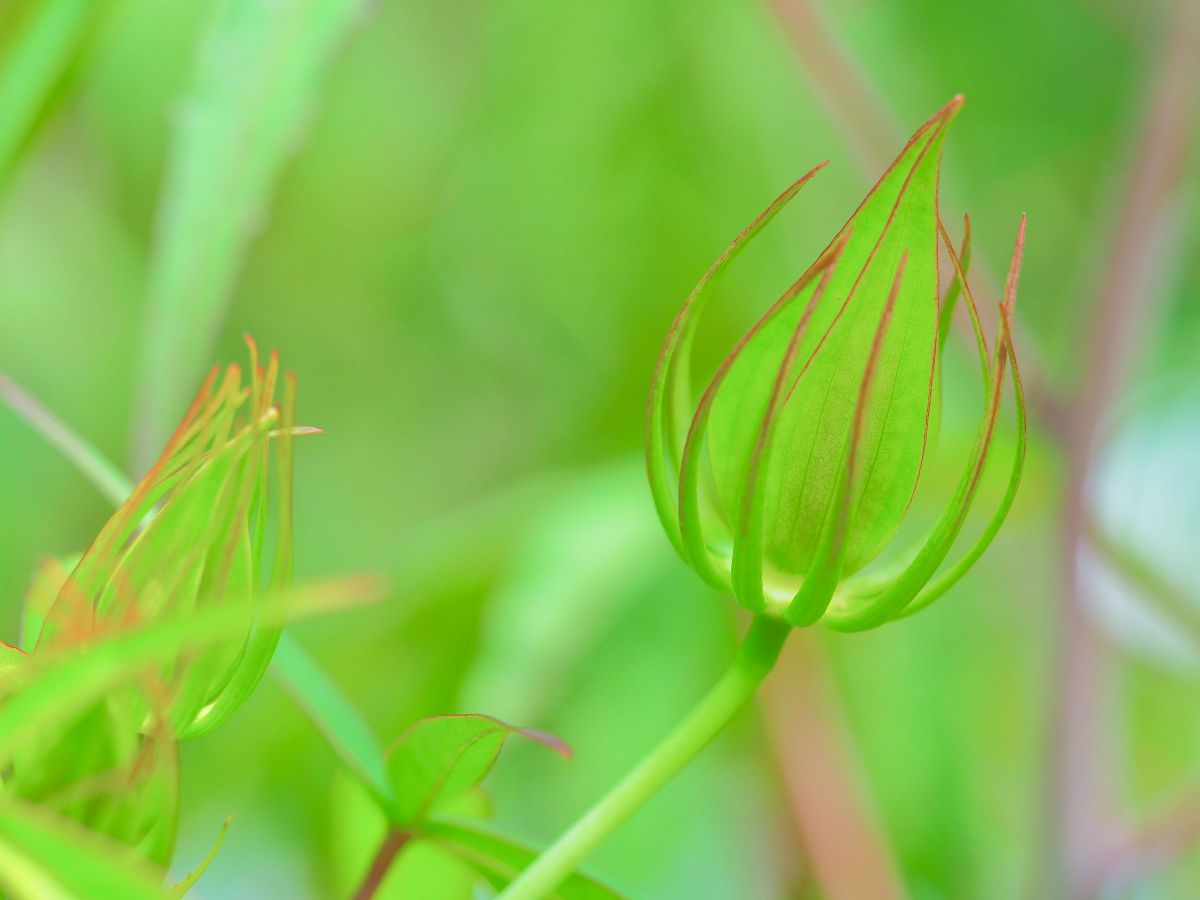 Towards a new life | GANREF