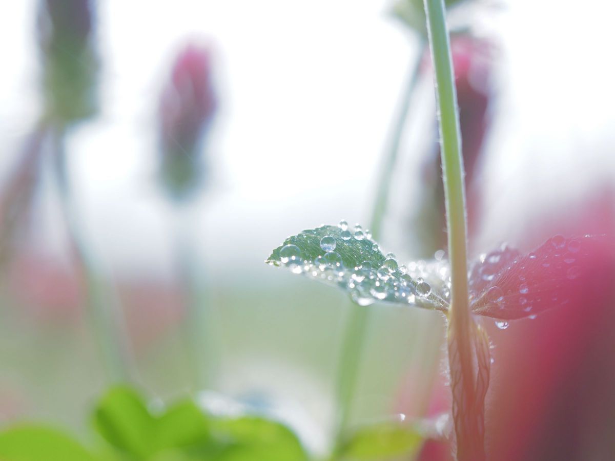 Morning Dew | GANREF