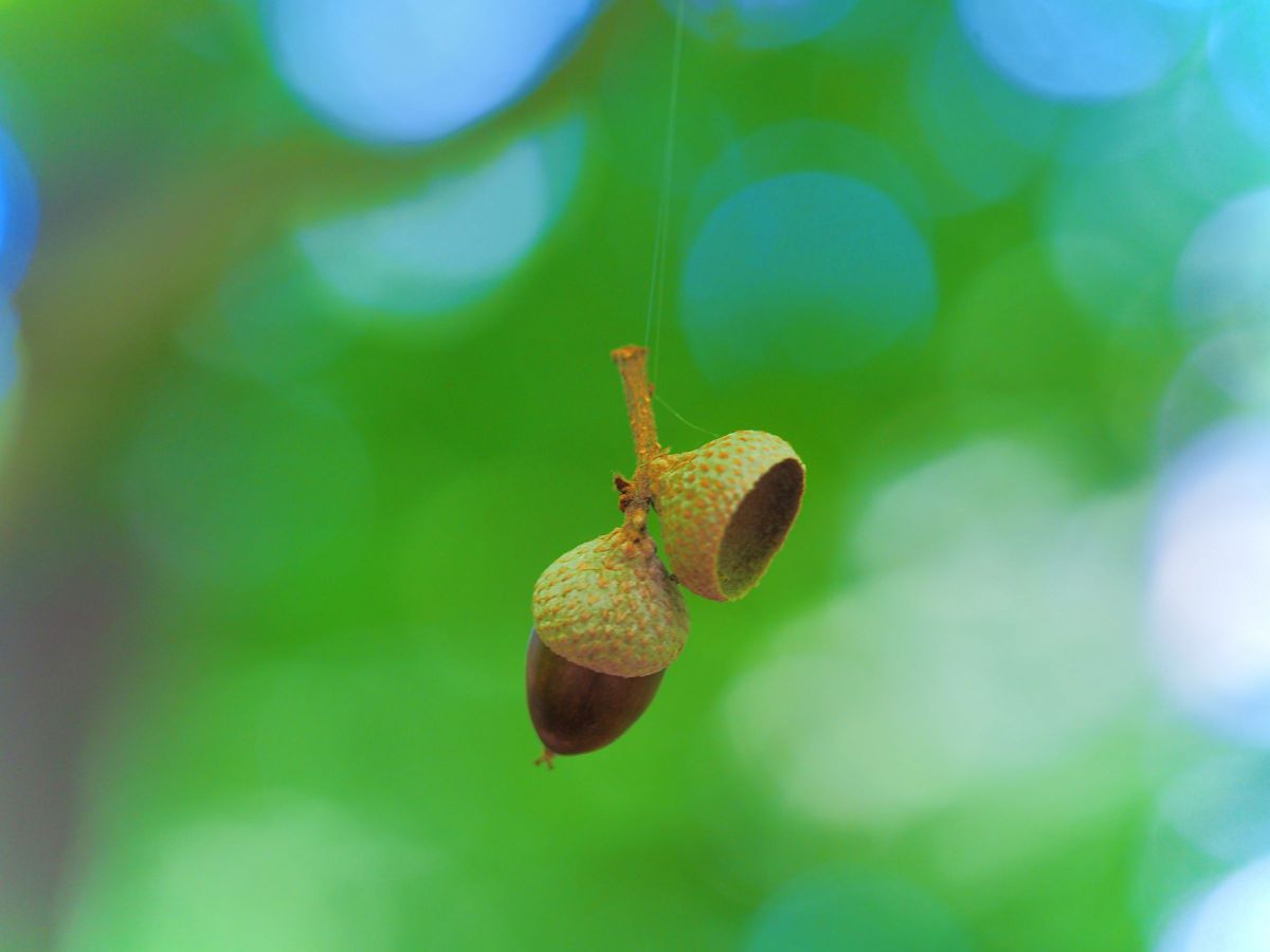 Gifts from the Forest | GANREF