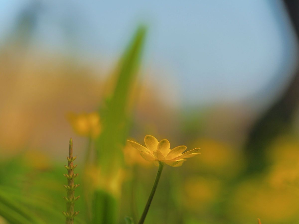 Joy of meeting | GANREF