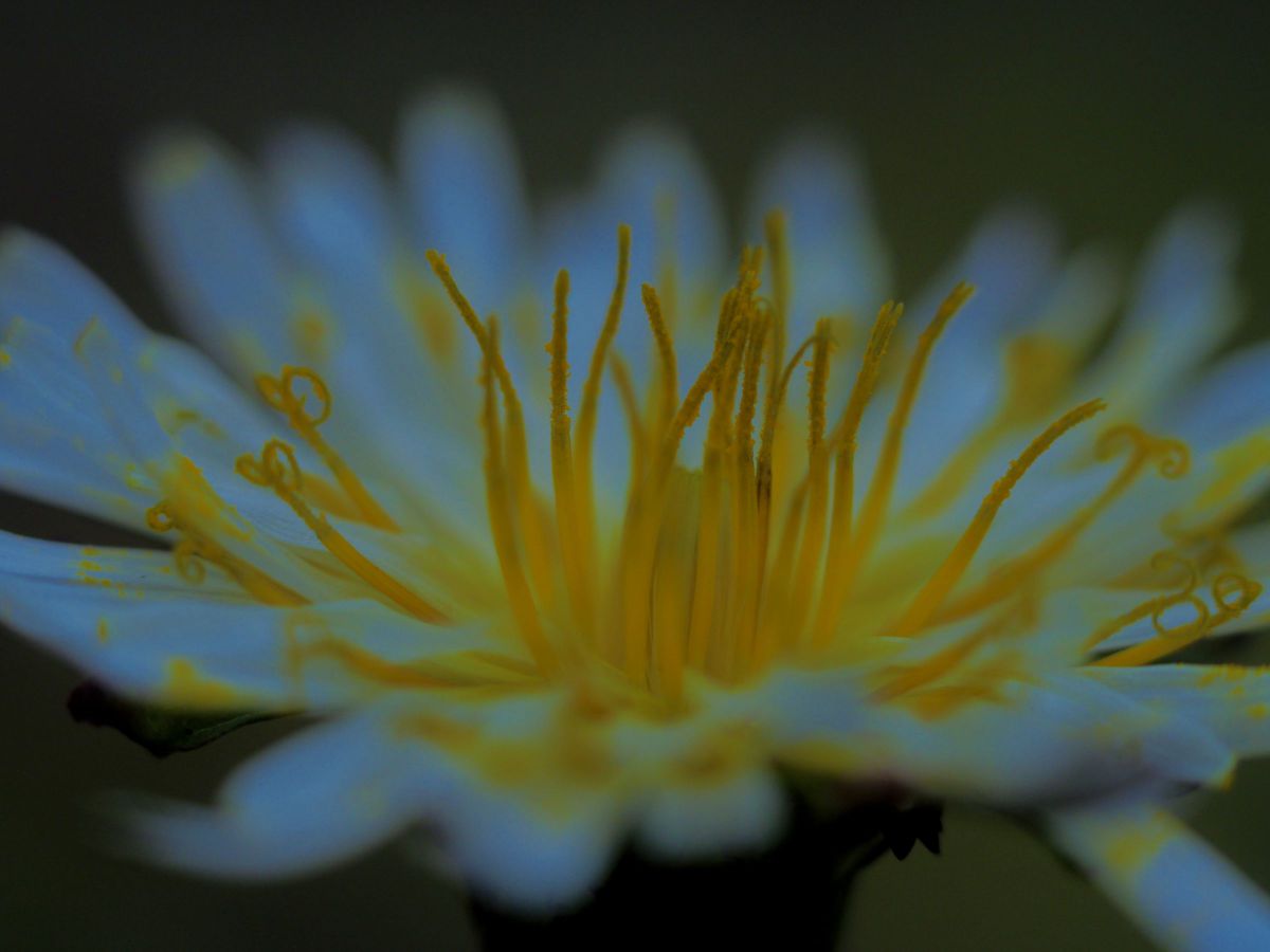 White Dandelion | GANREF