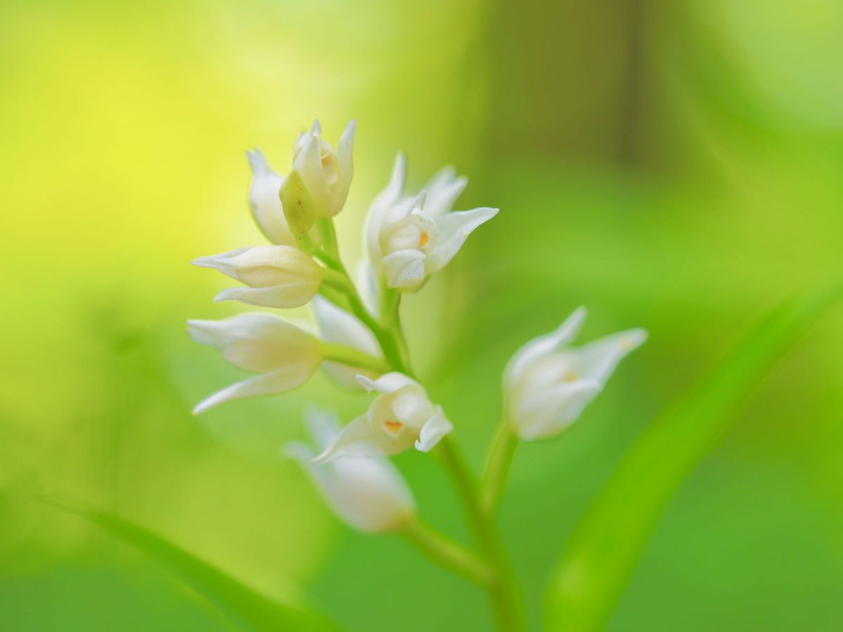 Spring flower bed 40 | GANREF