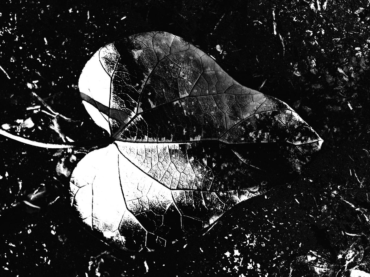 Fallen leaves | GANREF