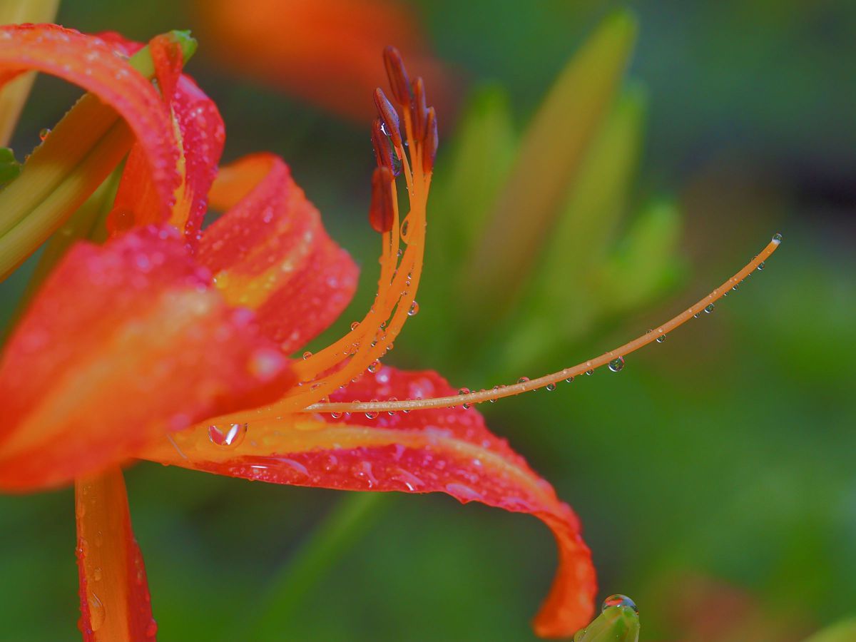 Always together | GANREF