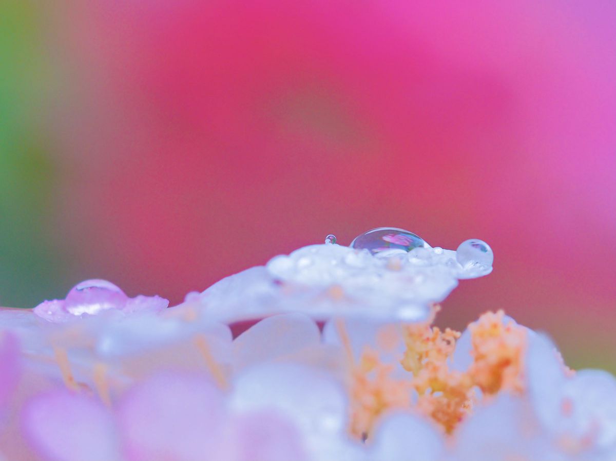 Drops on the flowers | GANREF