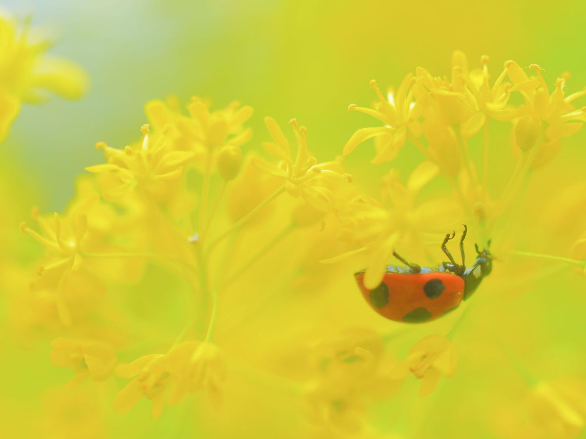 Dyed yellow | GANREF