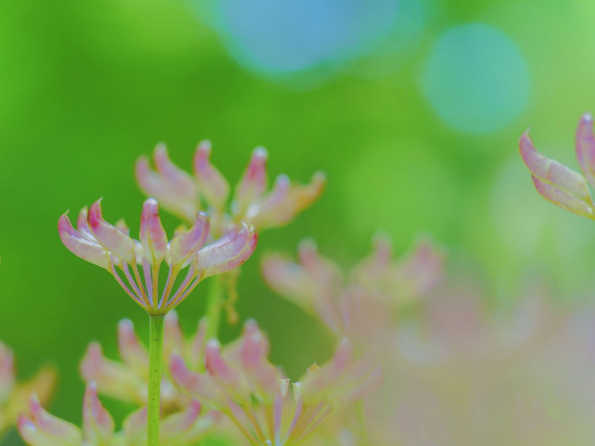 Open your hands | GANREF