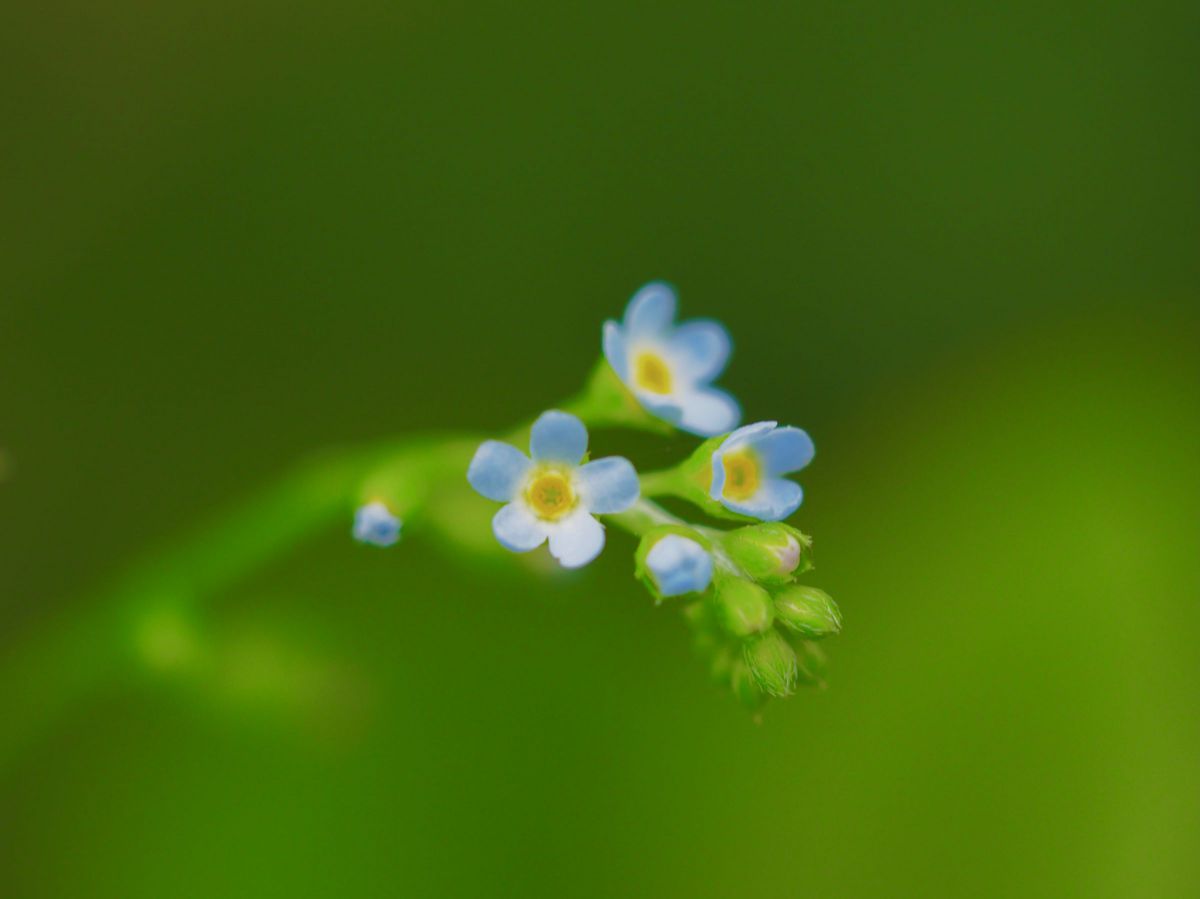 Spring flower bed 26 | GANREF