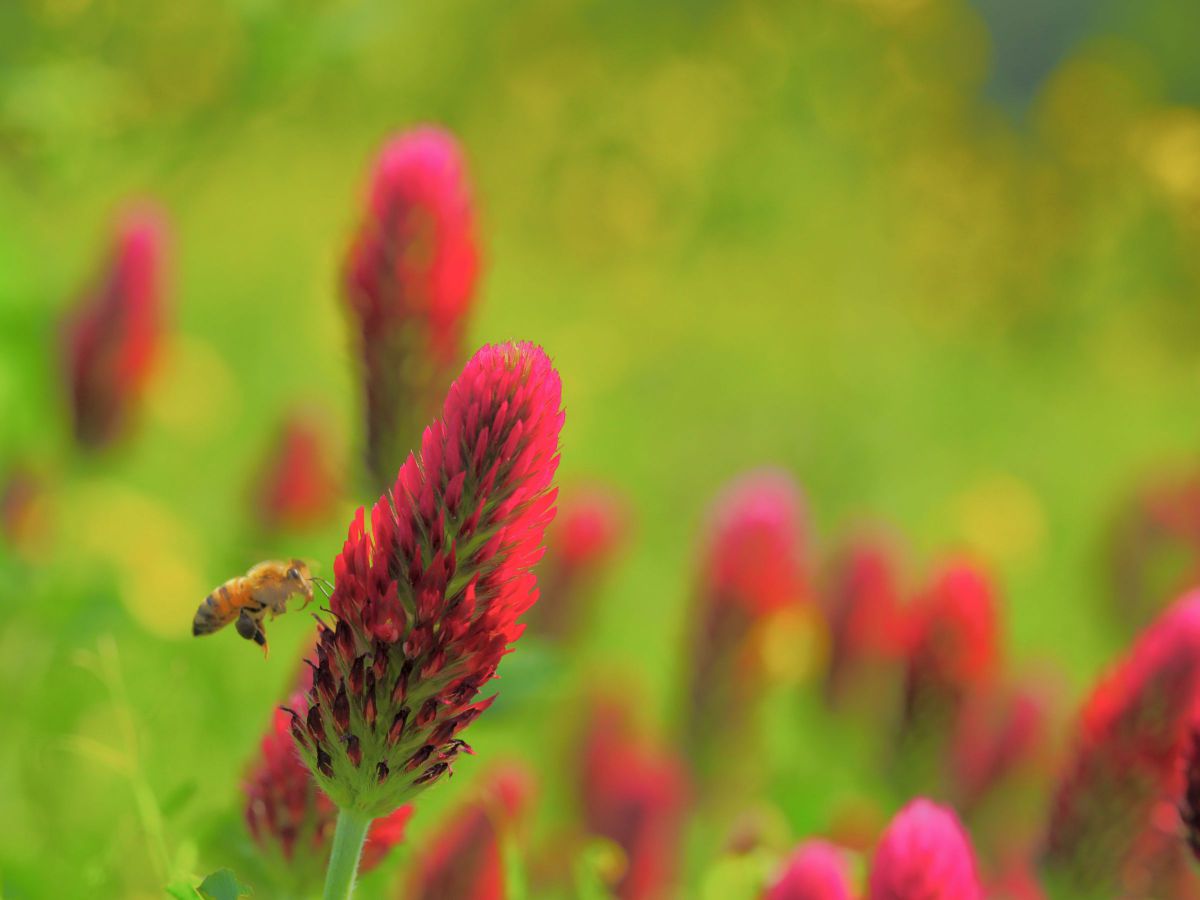 Spring flower bed 37 | GANREF