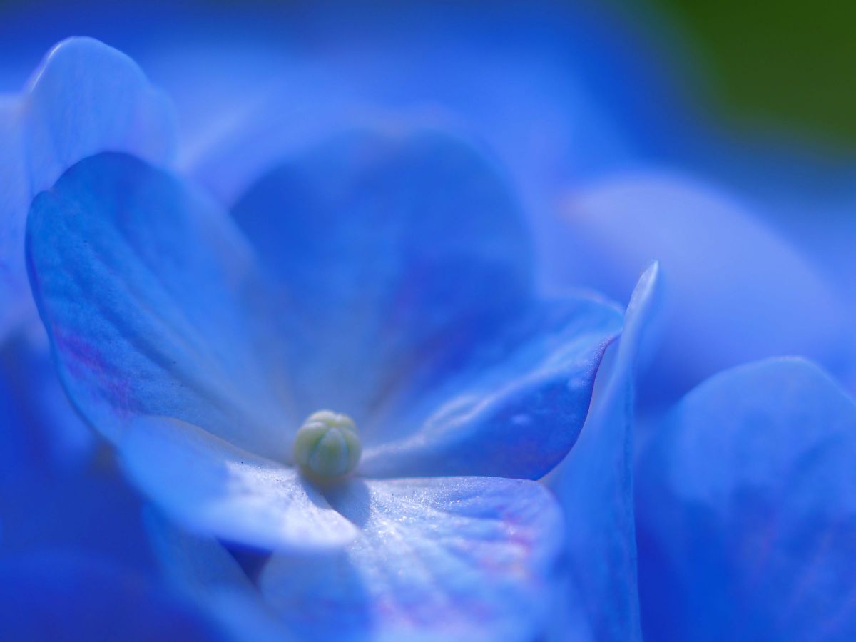 Blue Hydrangea | GANREF