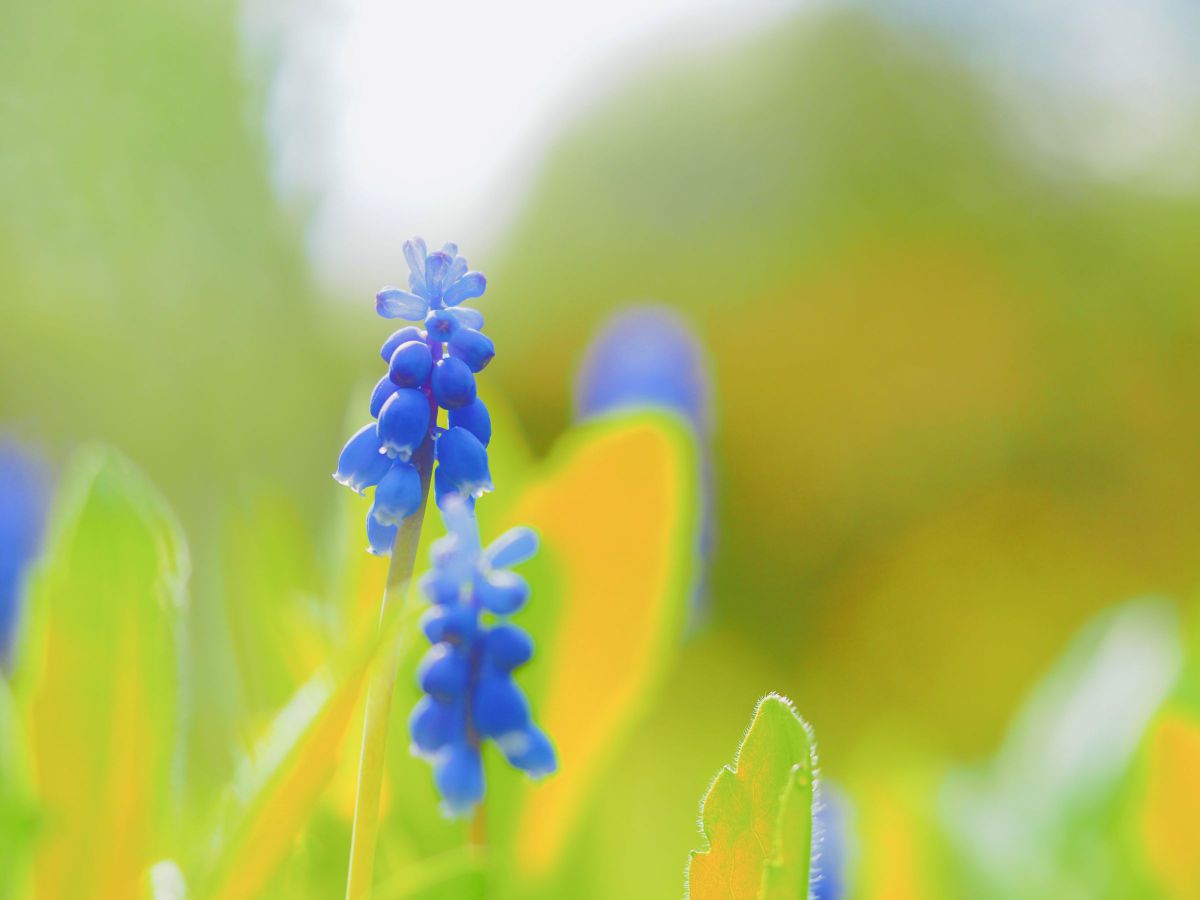 Magic of Muscari | GANREF