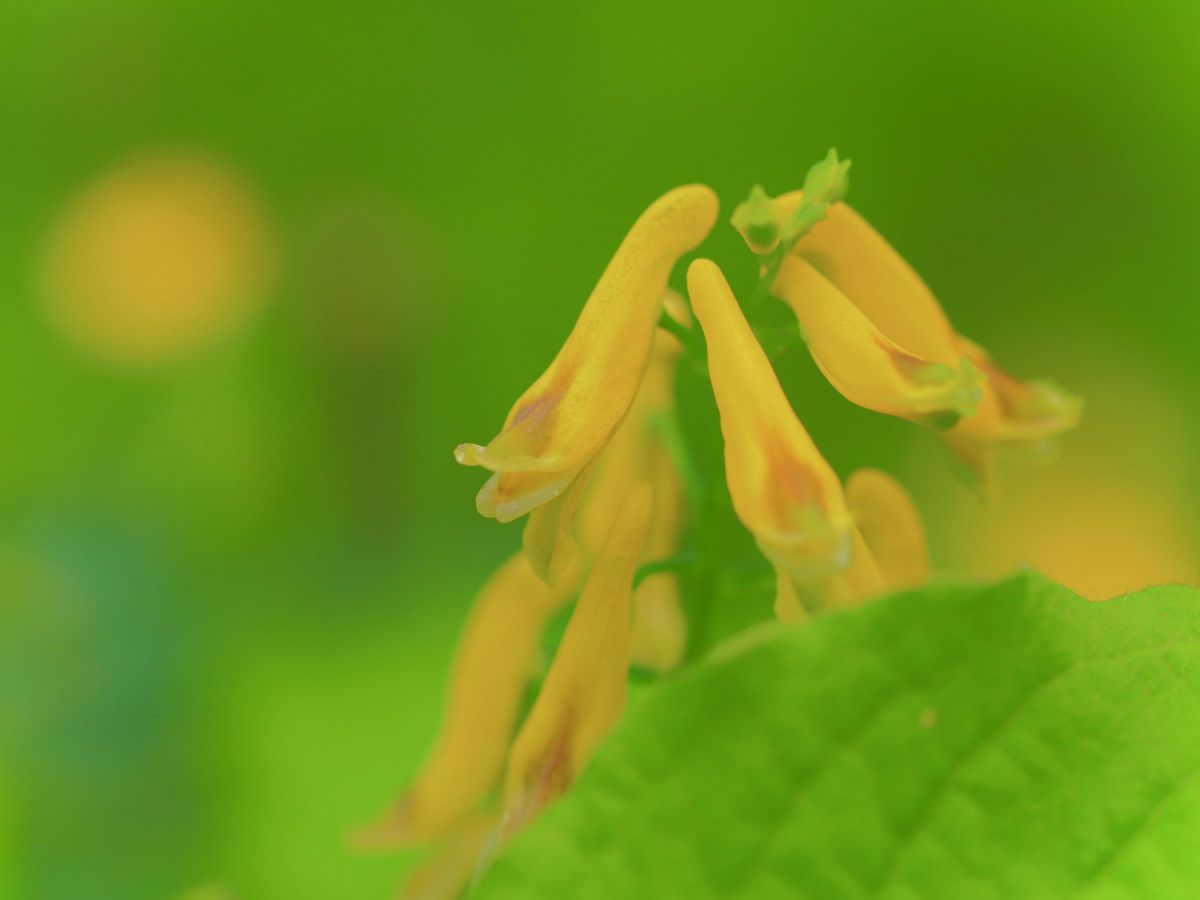 Spring flower bed 30 | GANREF