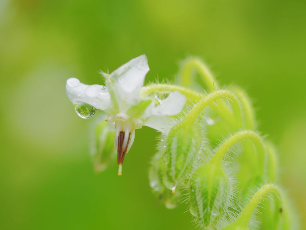 Spring flower bed 55 | GANREF