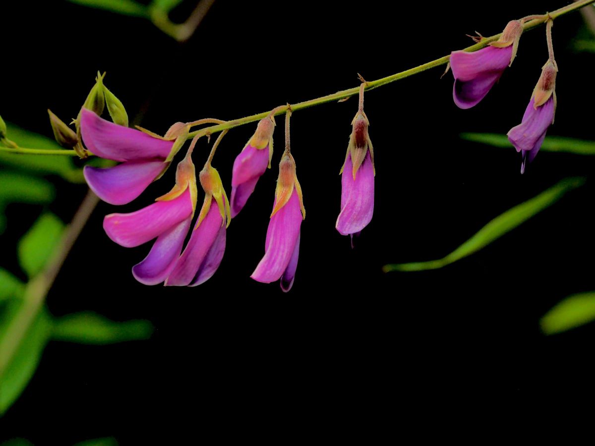 Flexible Mind | GANREF