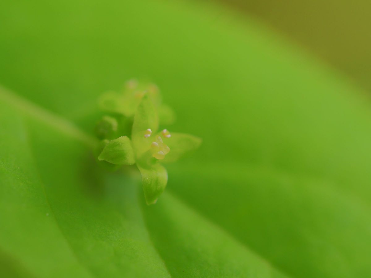 Spring flower bed 22 | GANREF